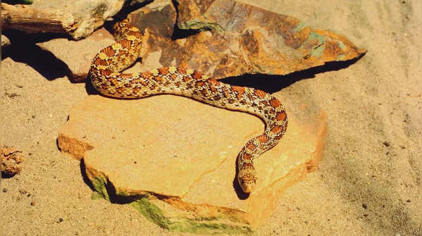 Snake hotspots in India: Indian regions known for deadly snake sightings