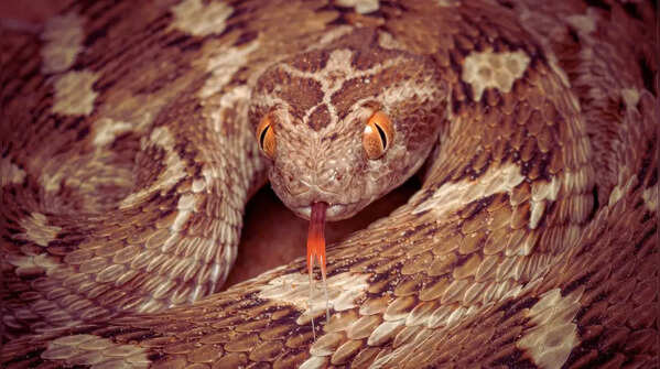 Snake hotspots in India: Indian regions known for deadly snake sightings
